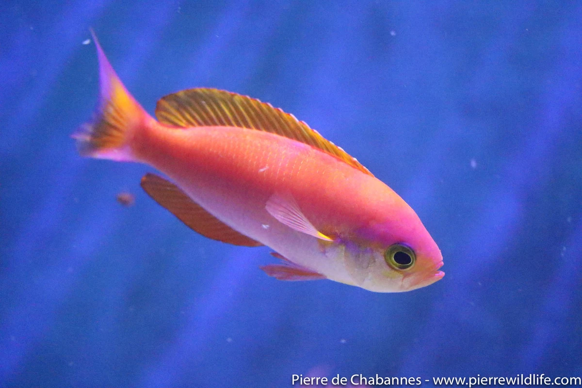 Japanese Splendid Perch | NatureRules1 Wiki | Fandom