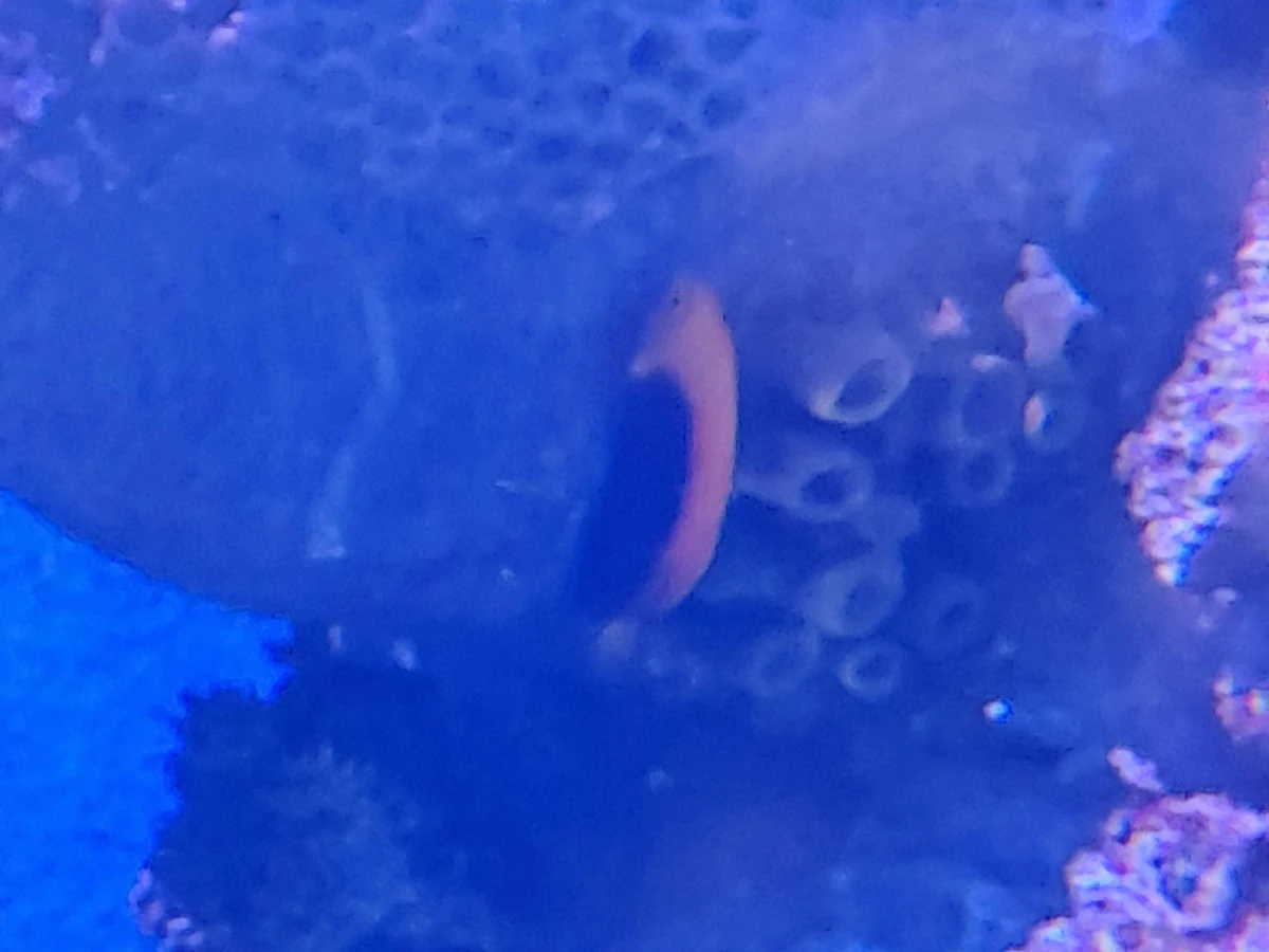 Orangeback Angelfish | NatureRules1 Wiki | Fandom