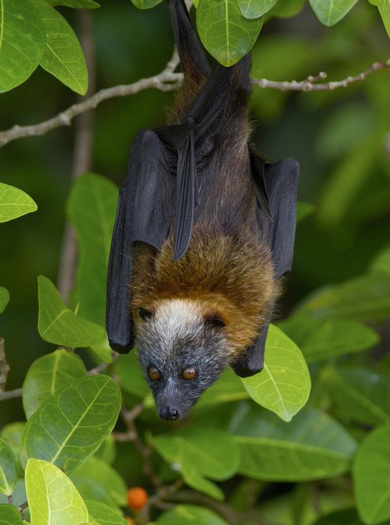 Samoa Flying Fox | NatureRules1 Wiki | Fandom