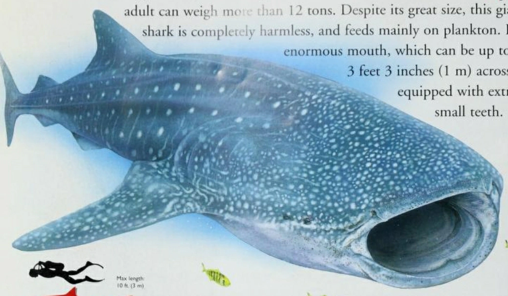 Whale Shark/Books | NatureRules1 Wiki | Fandom
