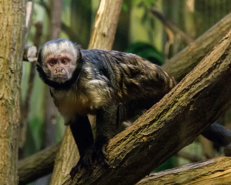 Yellow-breasted Capuchin | NatureRules1 Wiki | Fandom