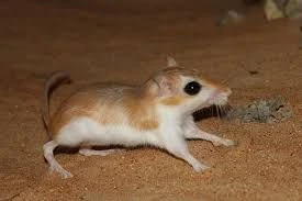 Greater Egyptian Gerbil | NatureRules1 Wiki | Fandom
