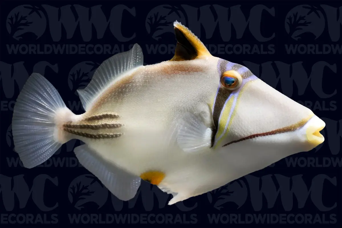 Assasi Triggerfish | NatureRules1 Wiki | Fandom