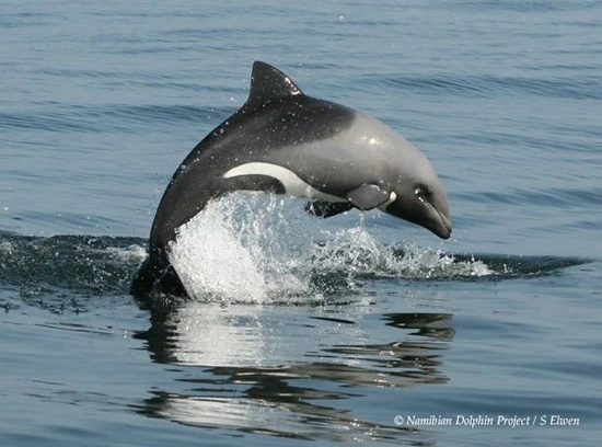Heaviside's Dolphin | NatureRules1 Wiki | Fandom