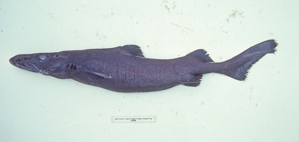 Longnose Velvet Dogfish | NatureRules1 Wiki | Fandom