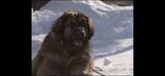 Leonberger | NatureRules1 Wiki | Fandom