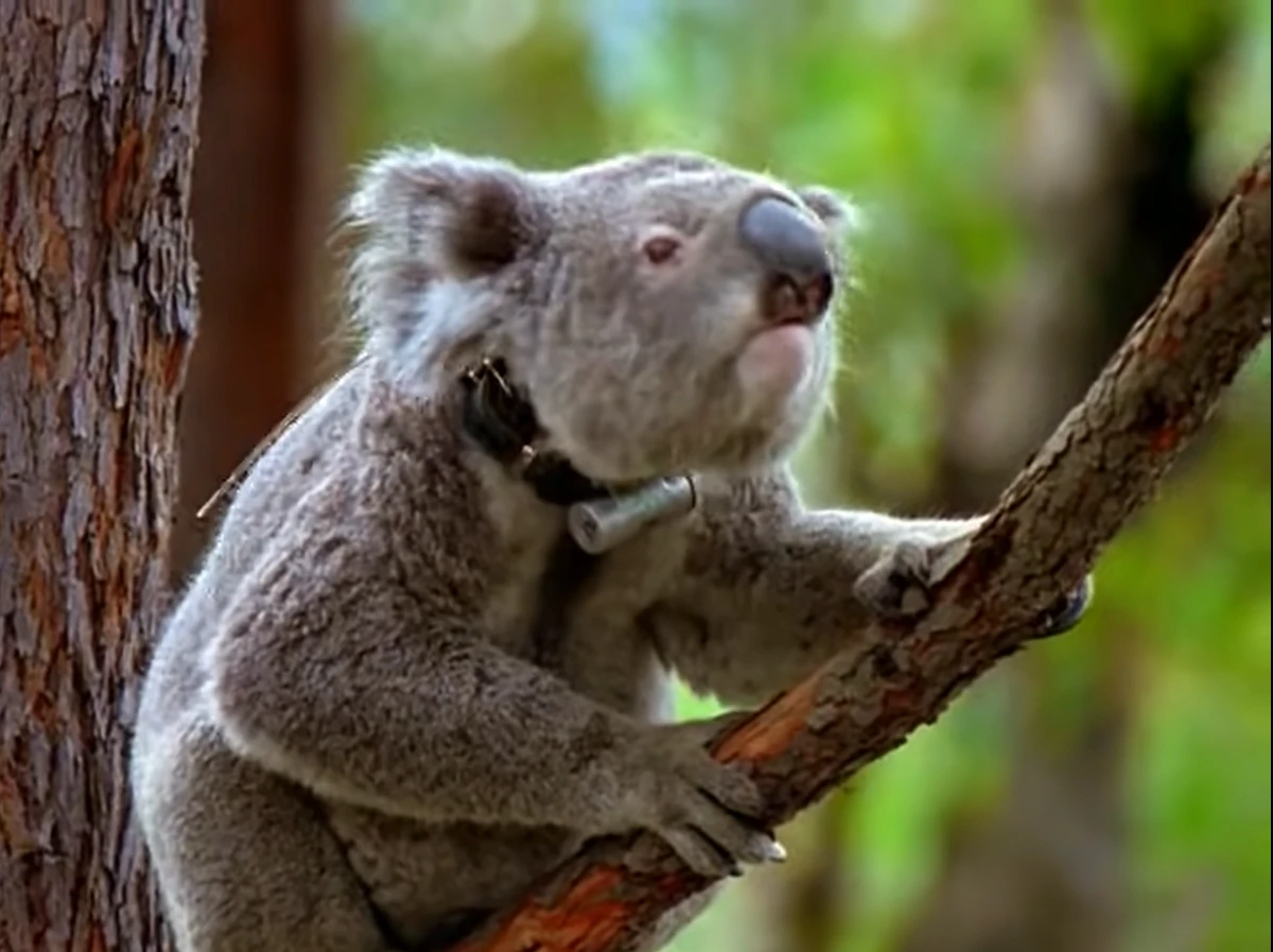 Fantastic World of Animals | NatureRules1 Wiki | Fandom