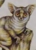 Mohol Bushbaby | NatureRules1 Wiki | Fandom