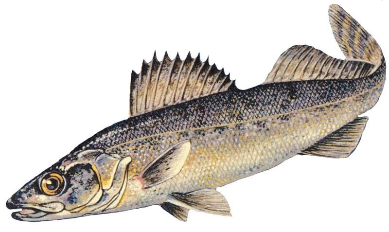 Blue Walleye | NatureRules1 Wiki | Fandom