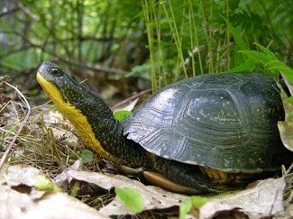 Blanding's Turtle | NatureRules1 Wiki | Fandom