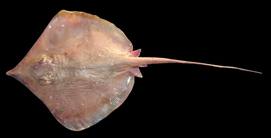 Indian Sharpnose Ray | NatureRules1 Wiki | Fandom