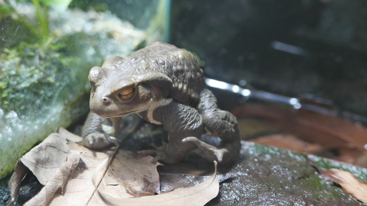 Japanese Common Toad | NatureRules1 Wiki | Fandom