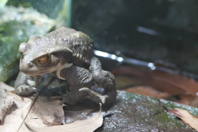 Giant Japanese Mountain Toad