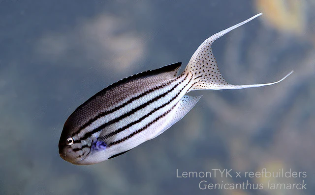 Lamarck's Angelfish | NatureRules1 Wiki | Fandom
