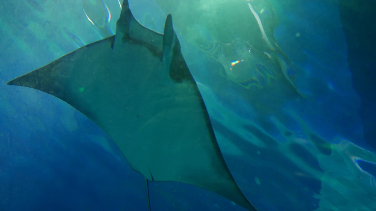 Lesser Devil Ray | NatureRules1 Wiki | Fandom