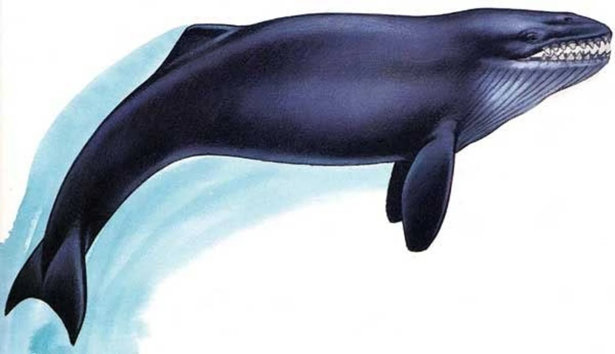 Mammalodon | NatureRules1 Wiki | Fandom