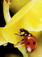 Seven-spotted Ladybug | NatureRules1 Wiki | Fandom