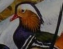 Mandarin Duck | NatureRules1 Wiki | Fandom