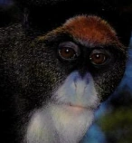De Brazza's Monkey | NatureRules1 Wiki | Fandom