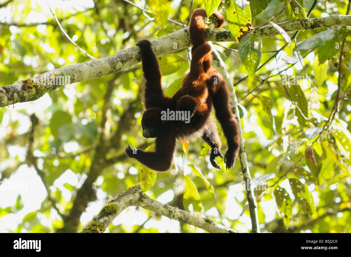 Yellow-tailed Woolly Monkey | NatureRules1 Wiki | Fandom