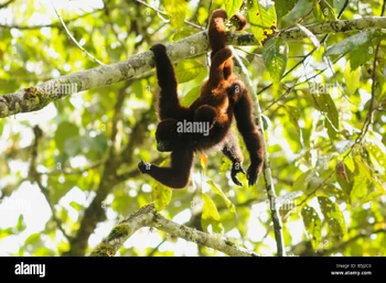 Yellow-tailed Woolly Monkey | NatureRules1 Wiki | Fandom