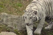 White Tiger | NatureRules1 Wiki | Fandom