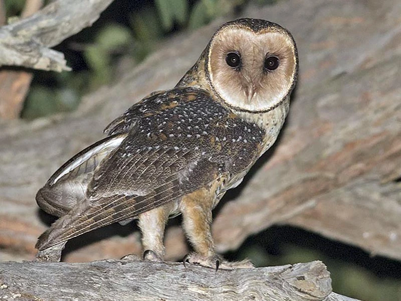 Australian Masked Owl | NatureRules1 Wiki | Fandom