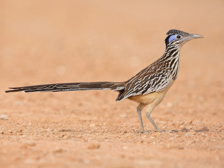 Lesser Roadrunner | NatureRules1 Wiki | Fandom