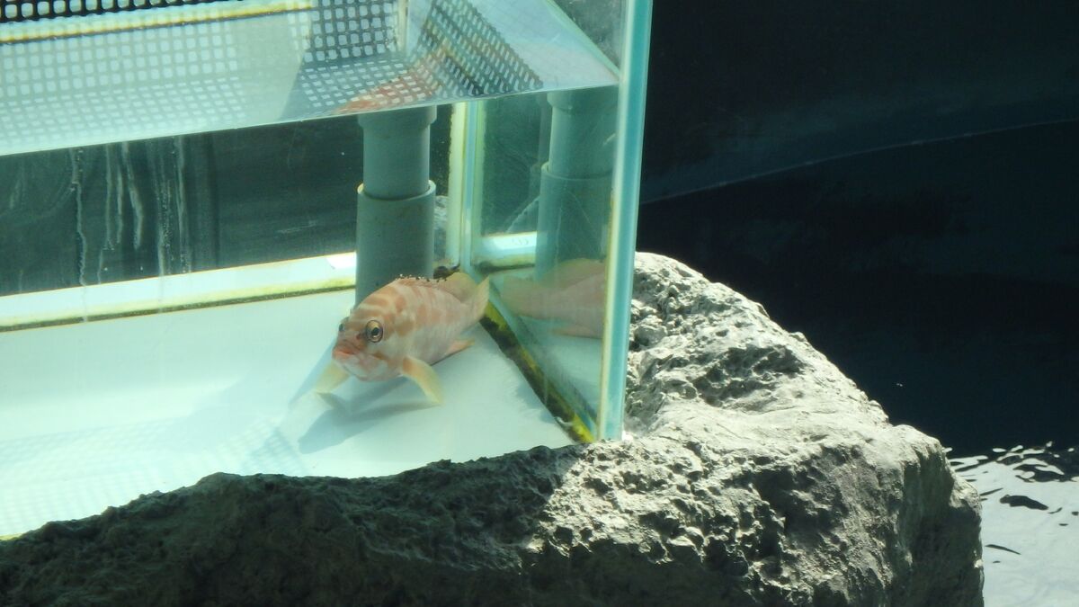 Blacktip Grouper Naturerules1 Wiki Fandom