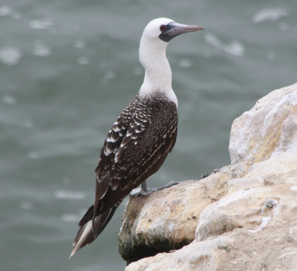 Peruvian Booby | NatureRules1 Wiki | Fandom