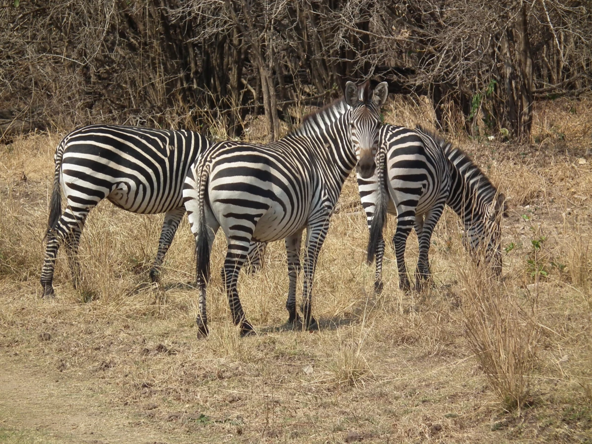 Crawshay's Zebra | NatureRules1 Wiki | Fandom