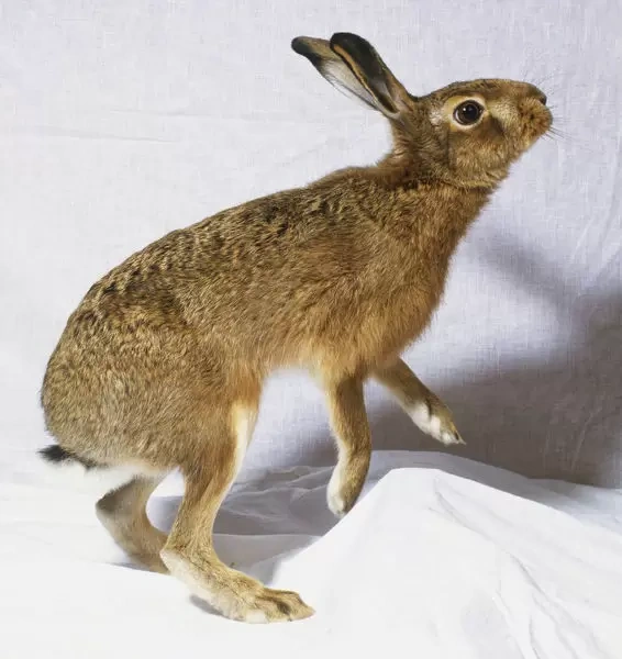 Hispid Hare | NatureRules1 Wiki | Fandom
