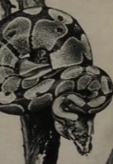 Ball Python | NatureRules1 Wiki | Fandom