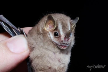 Southern Little Yellow-eared Bat | NatureRules1 Wiki | Fandom