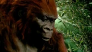 Gigantopithecus | NatureRules1 Wiki | Fandom