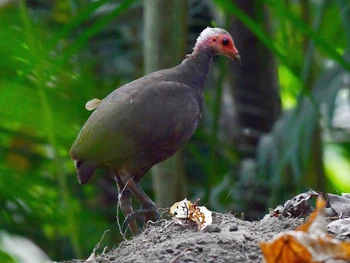 Nicobar Megapode | NatureRules1 Wiki | Fandom