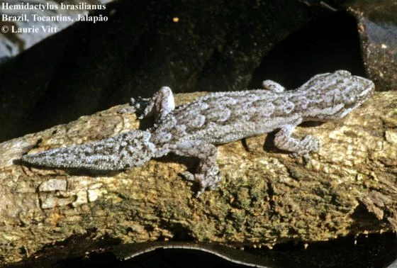 Amaral's Brazilian Gecko | NatureRules1 Wiki | Fandom