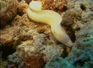 Geometric Moray | NatureRules1 Wiki | Fandom