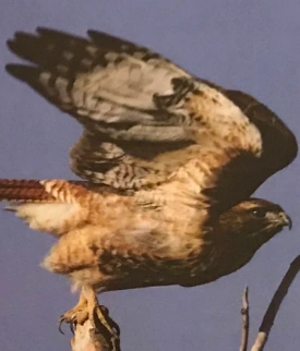 Red-tailed Hawk/Books | NatureRules1 Wiki | Fandom