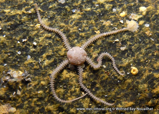 Dwarf Brittle Star | NatureRules1 Wiki | Fandom