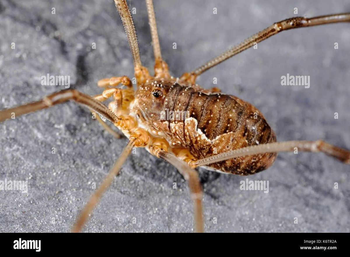 Category:Harvestmen | NatureRules1 Wiki | Fandom