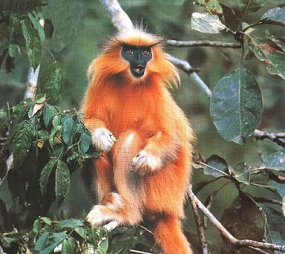 Gee's Golden Langur | NatureRules1 Wiki | Fandom