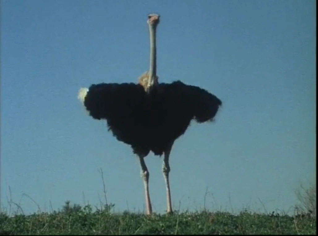 List of Life on Earth Species | NatureRules1 Wiki | Fandom