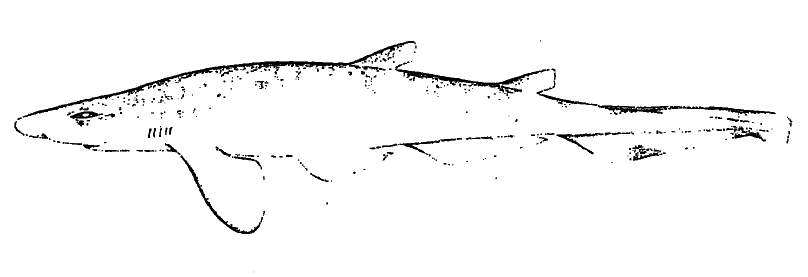 Longnose Sawtail Catshark | NatureRules1 Wiki | Fandom