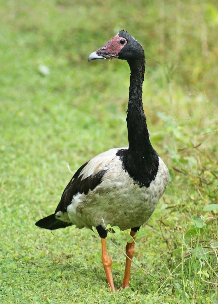 Magpie Goose | NatureRules1 Wiki | Fandom