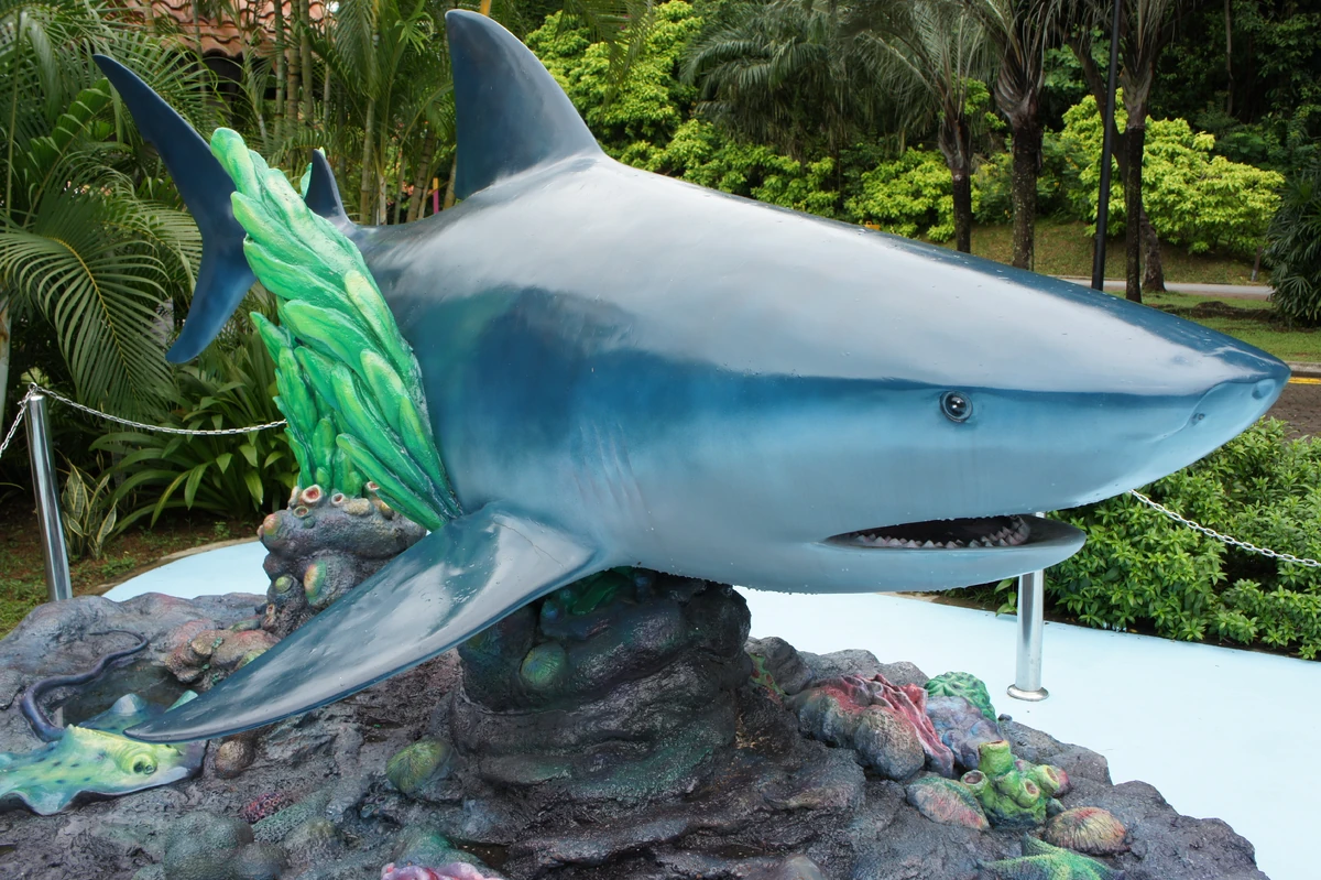 Pigeye Shark | NatureRules1 Wiki | Fandom