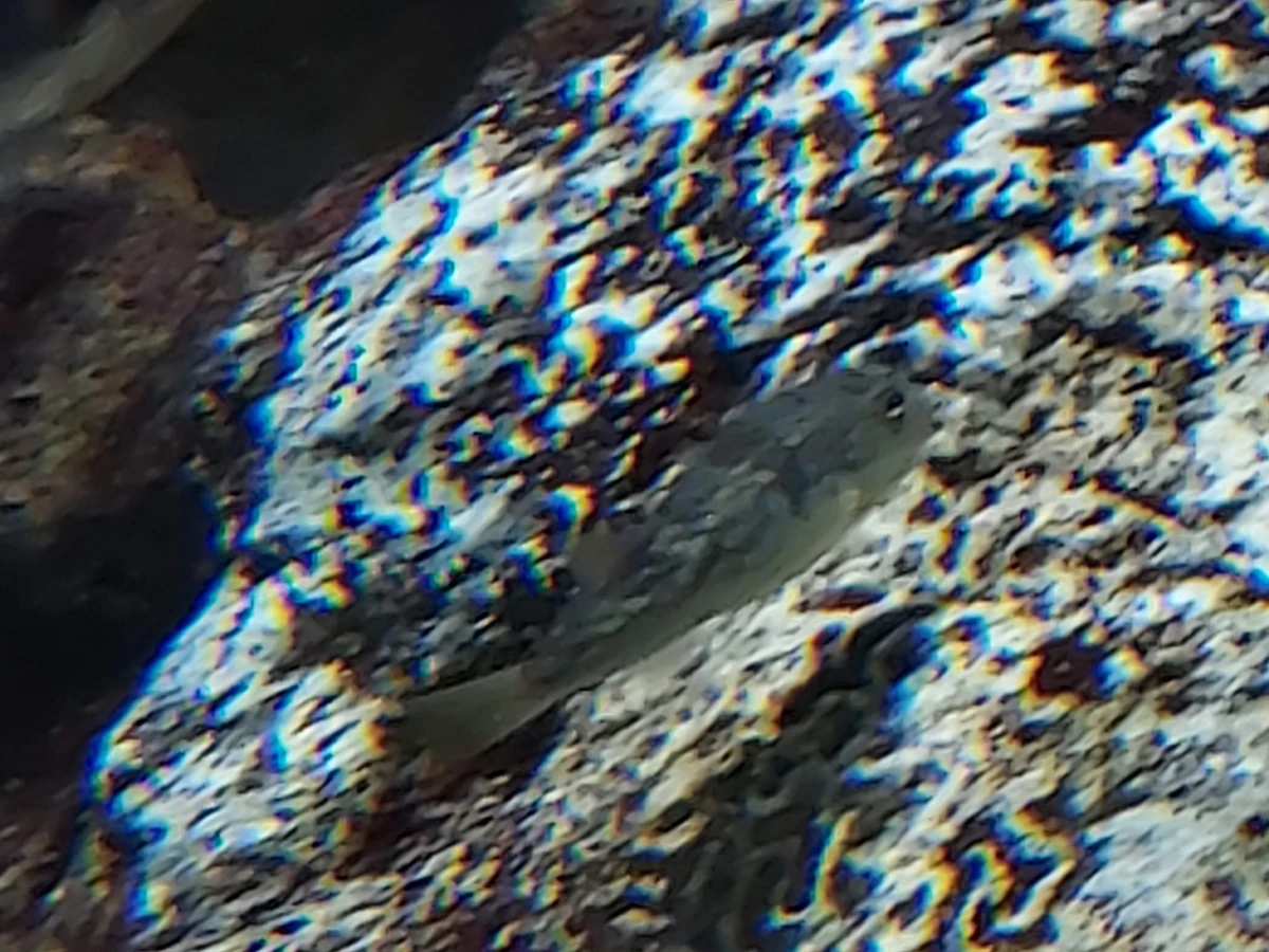 Purple Puffer | NatureRules1 Wiki | Fandom