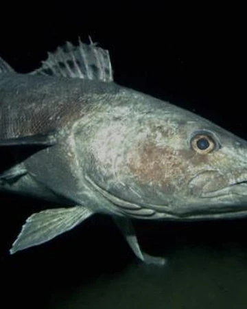 Antarctic Cod