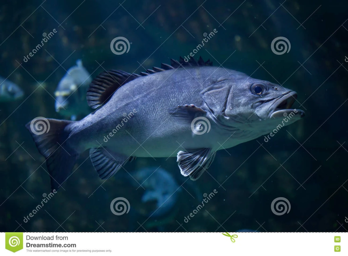 Atlantic Wreckfish | NatureRules1 Wiki | Fandom