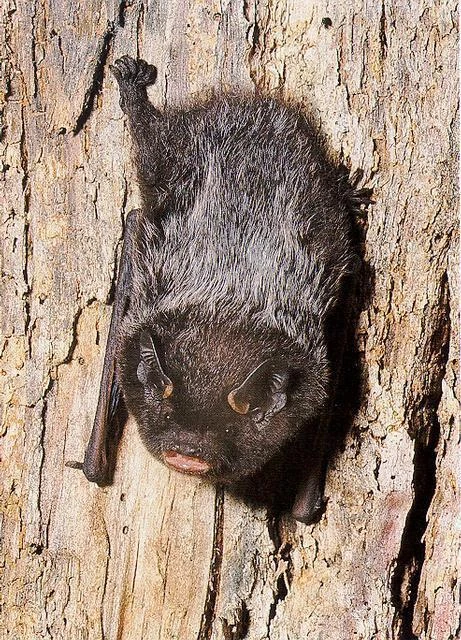 Silver-haired Bat | NatureRules1 Wiki | Fandom